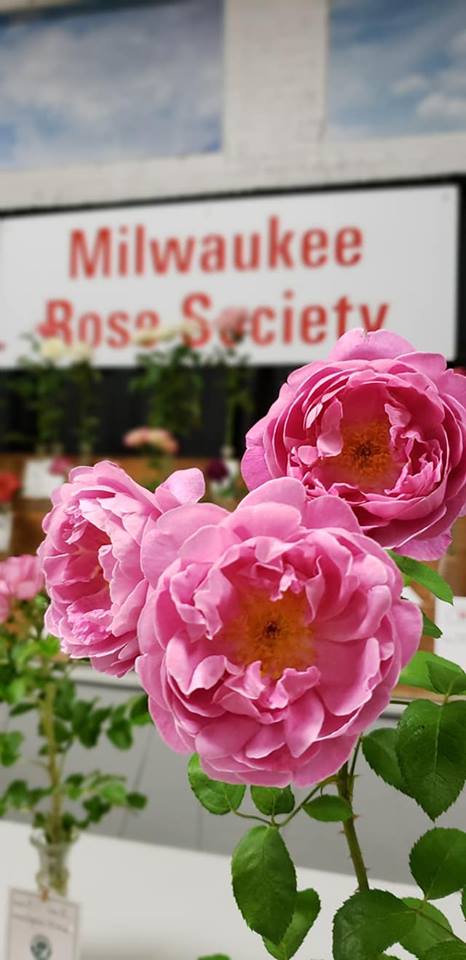 Welcome – Greater Milwaukee Rose Society