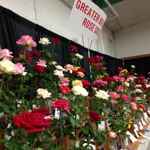 2020 Virtual Rose Show – Greater Milwaukee Rose Society