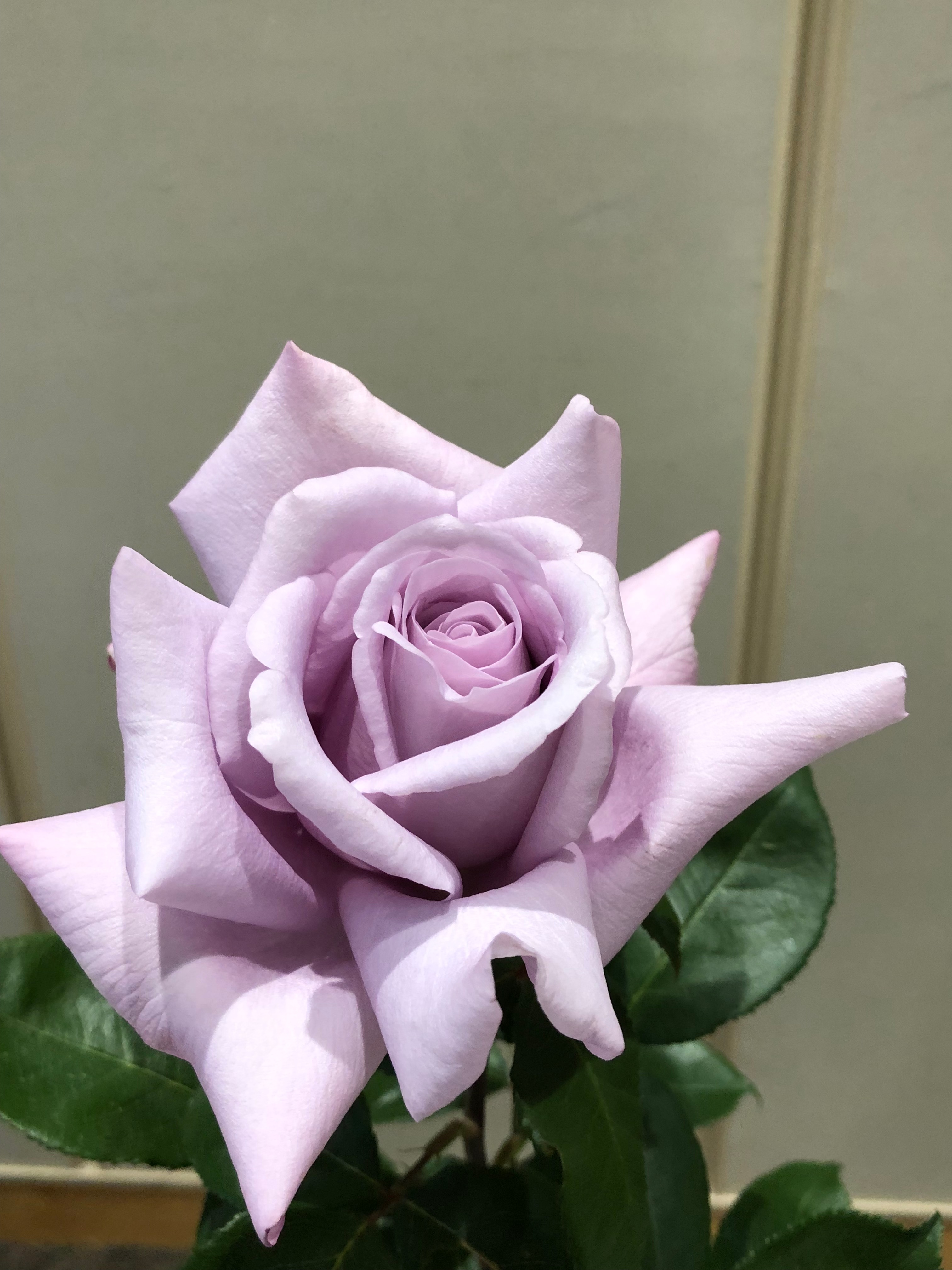 2020 Rose Show Entries by Category – Greater Milwaukee Rose Society