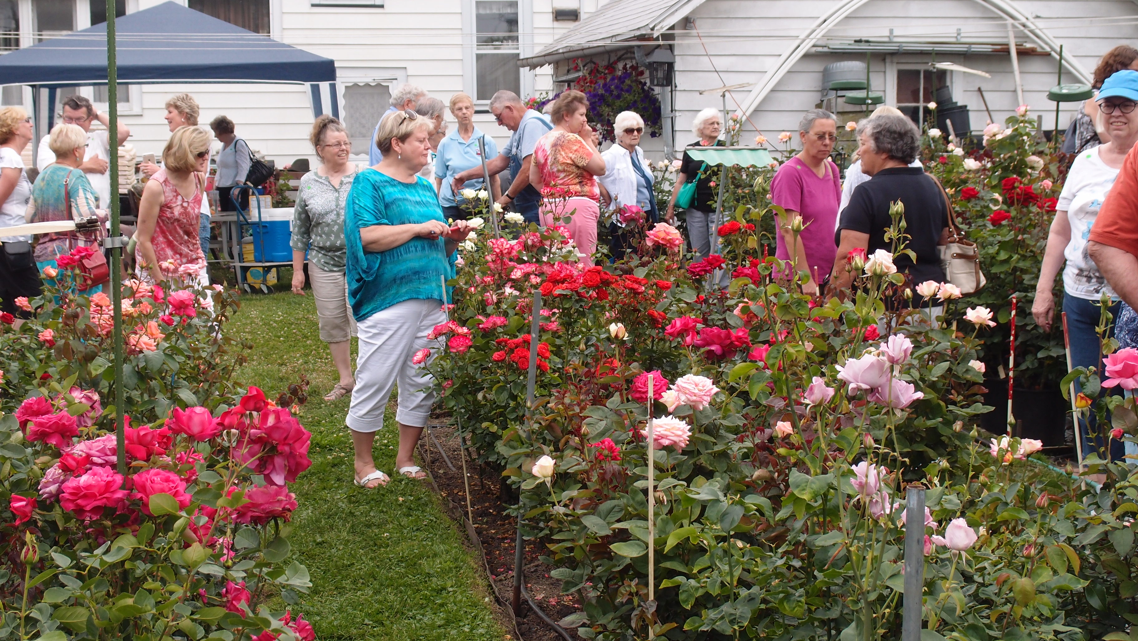 About – Greater Milwaukee Rose Society
