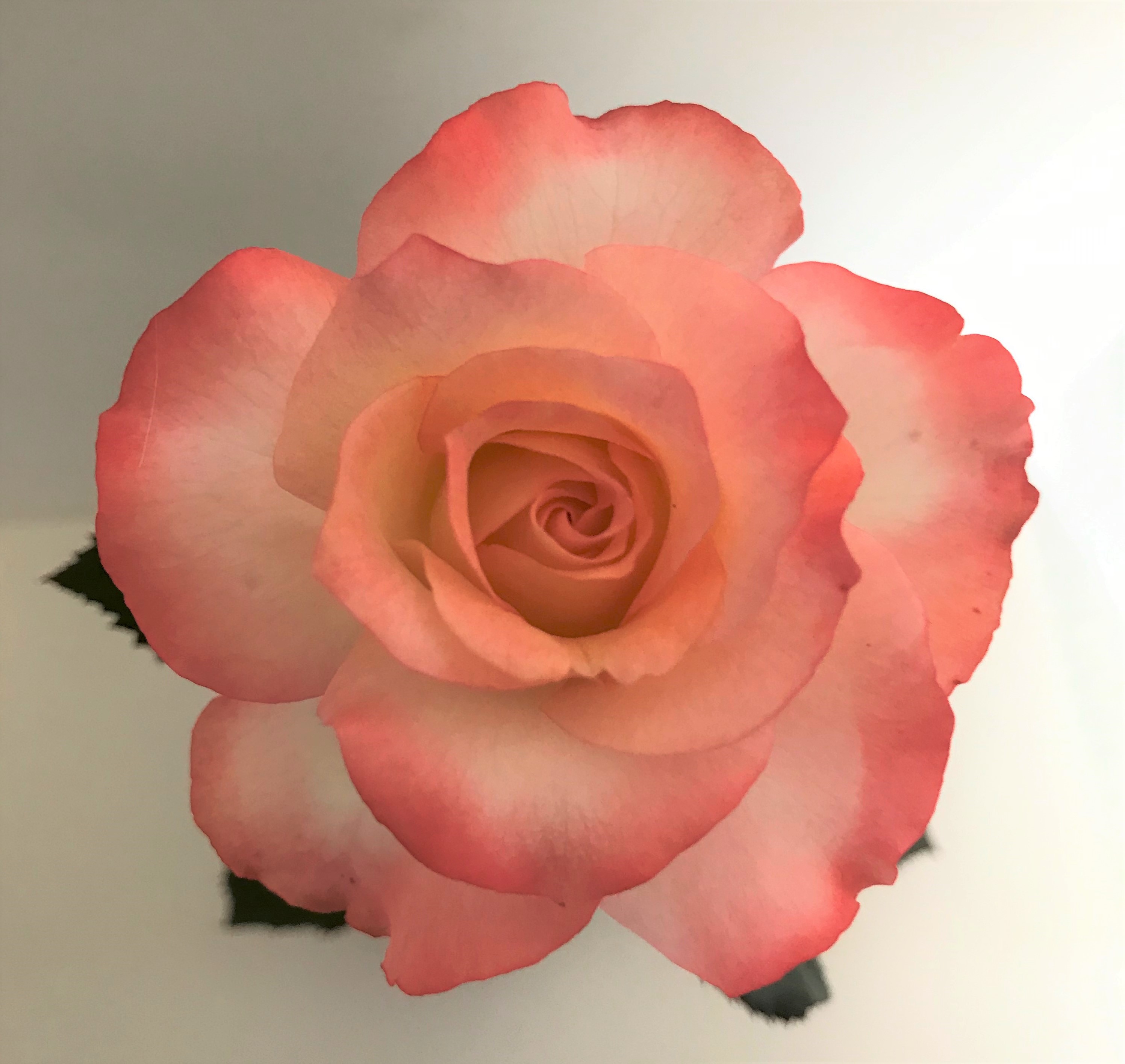 Articles on Roses and Rose Care – Greater Milwaukee Rose Society